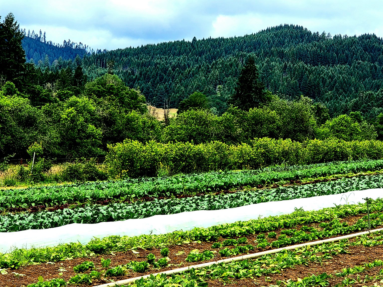 2021 CSA Season Week Three - Winter Green Farm